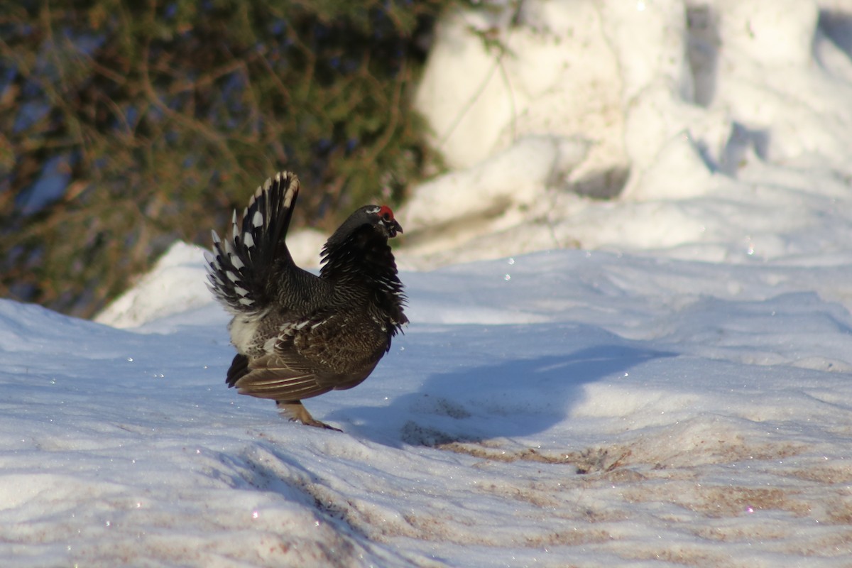 eBird Checklist - 2 Apr 2020 - Peshekee Grade - 5 species