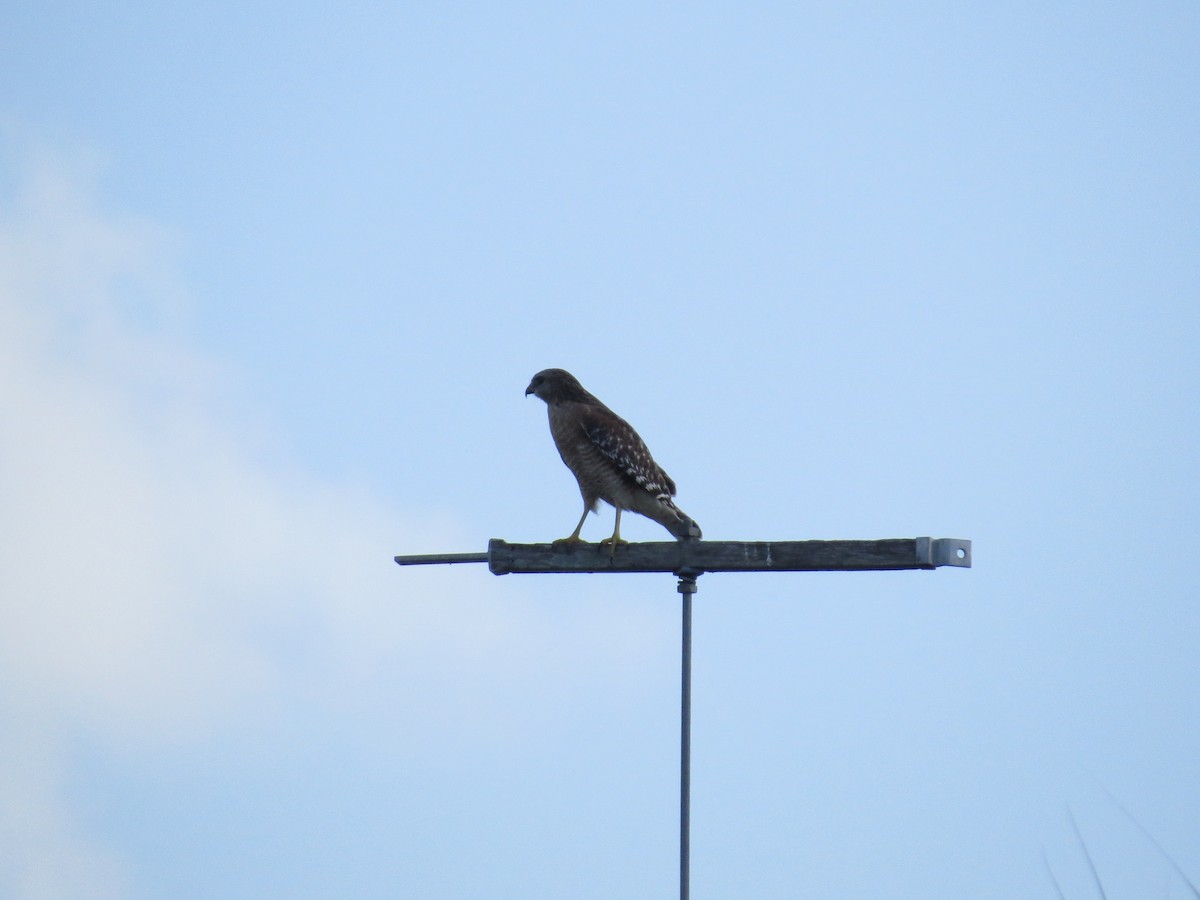 eBird Checklist - 26 Oct 2023 - Rotary Park Environmental Center - 16 ...