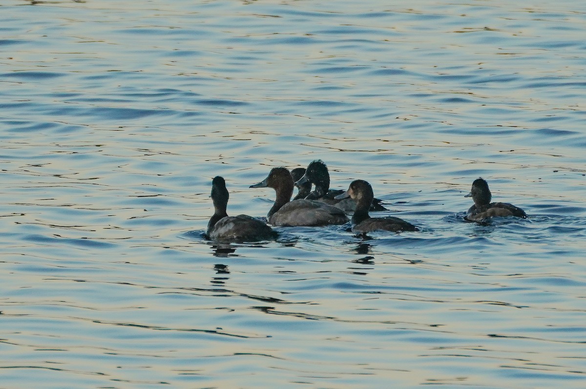 eBird Checklist - 26 Oct 2023 - Rodeo Lagoon - 69 species (+1 other taxa)