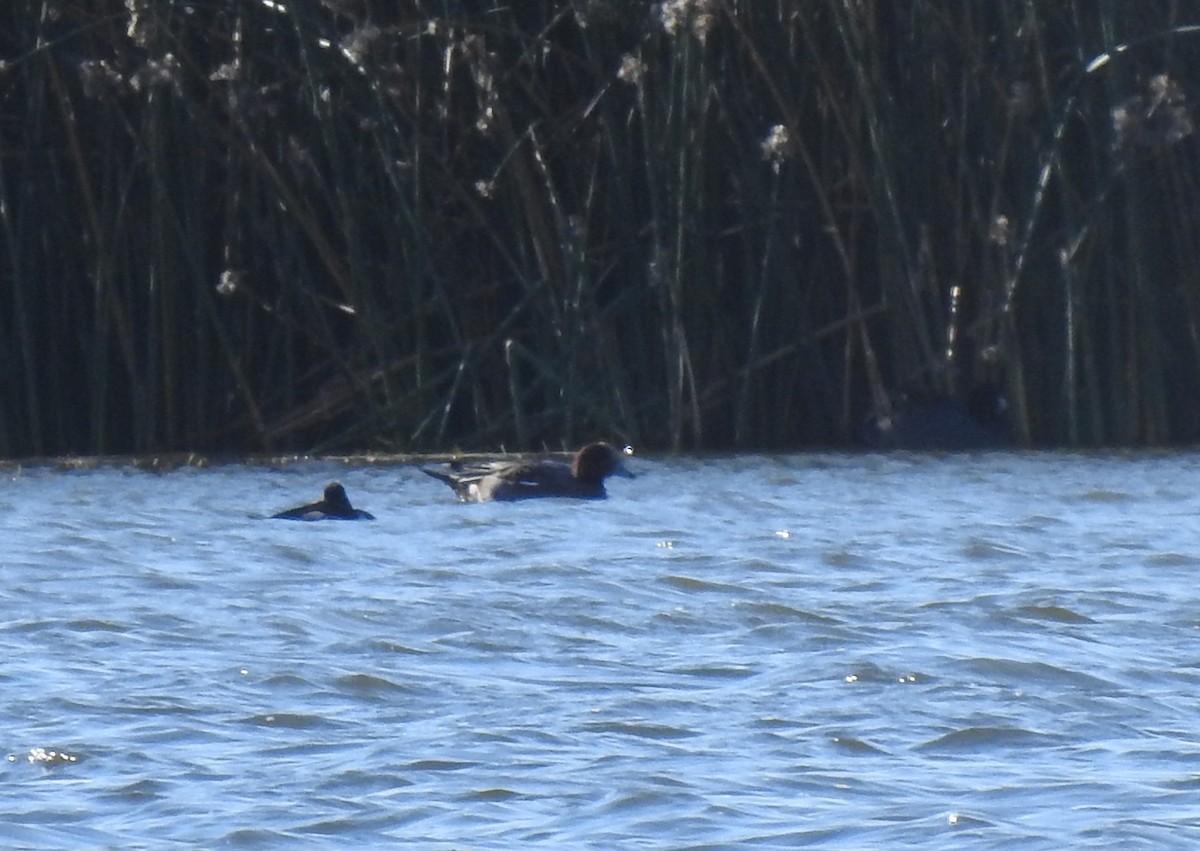 eBird Checklist - 26 Oct 2023 - Piute Ponds (permit required) - 63 ...