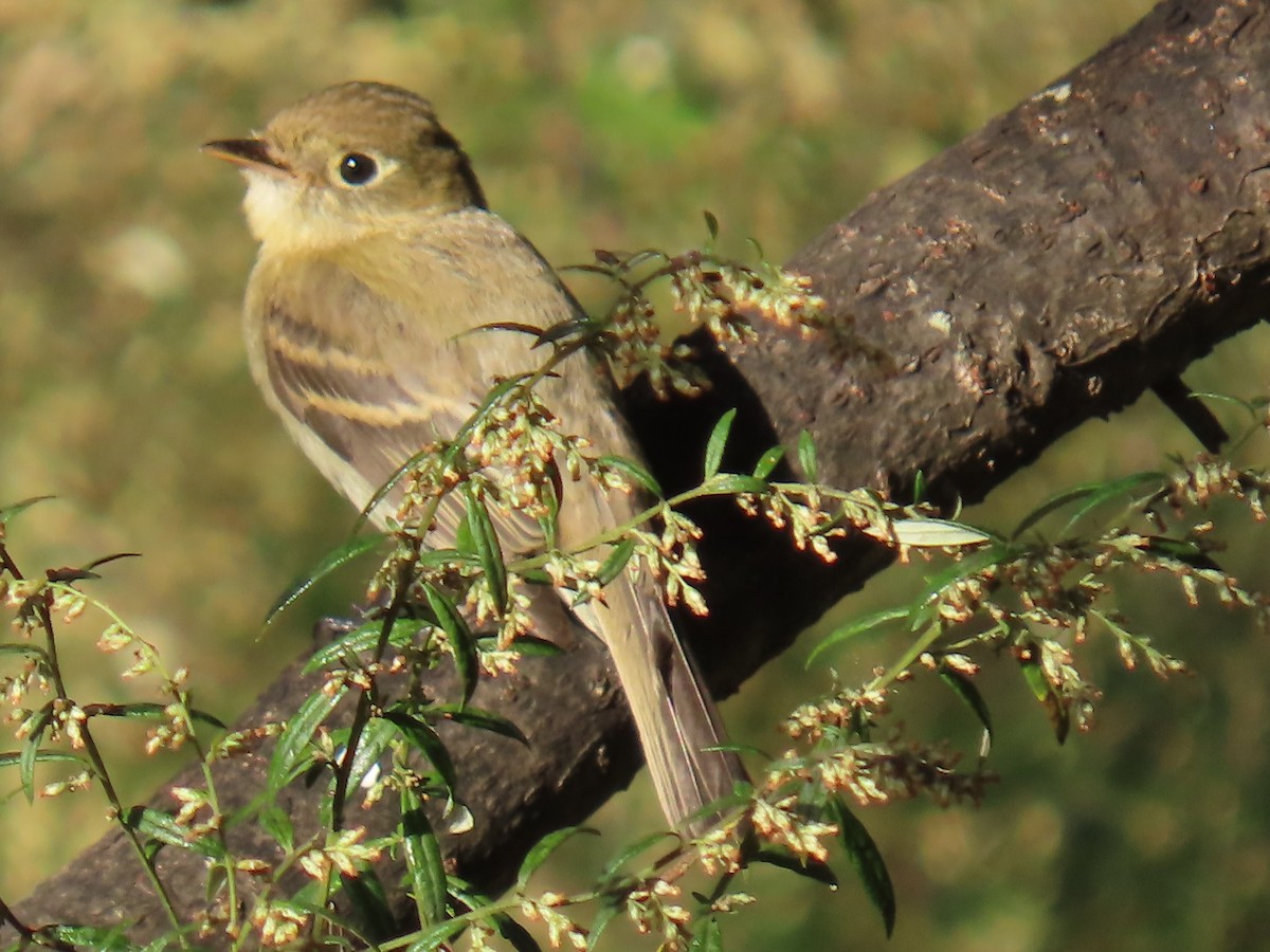 eBird Checklist - 26 Oct 2023 - Gateway National Recreation Area ...