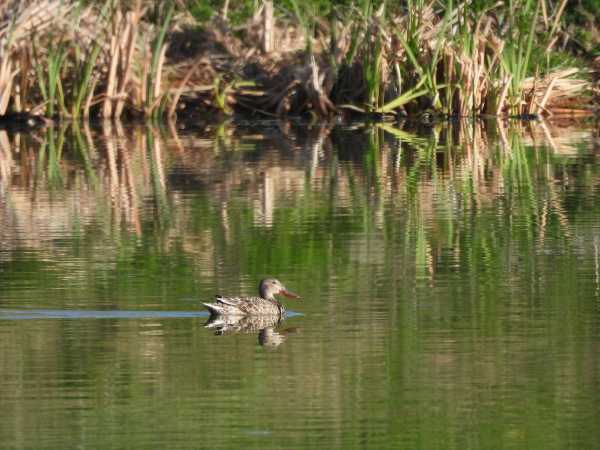 eBird Checklist - 26 Oct 2023 - Amherst Point Migratory Bird Sanctuary ...