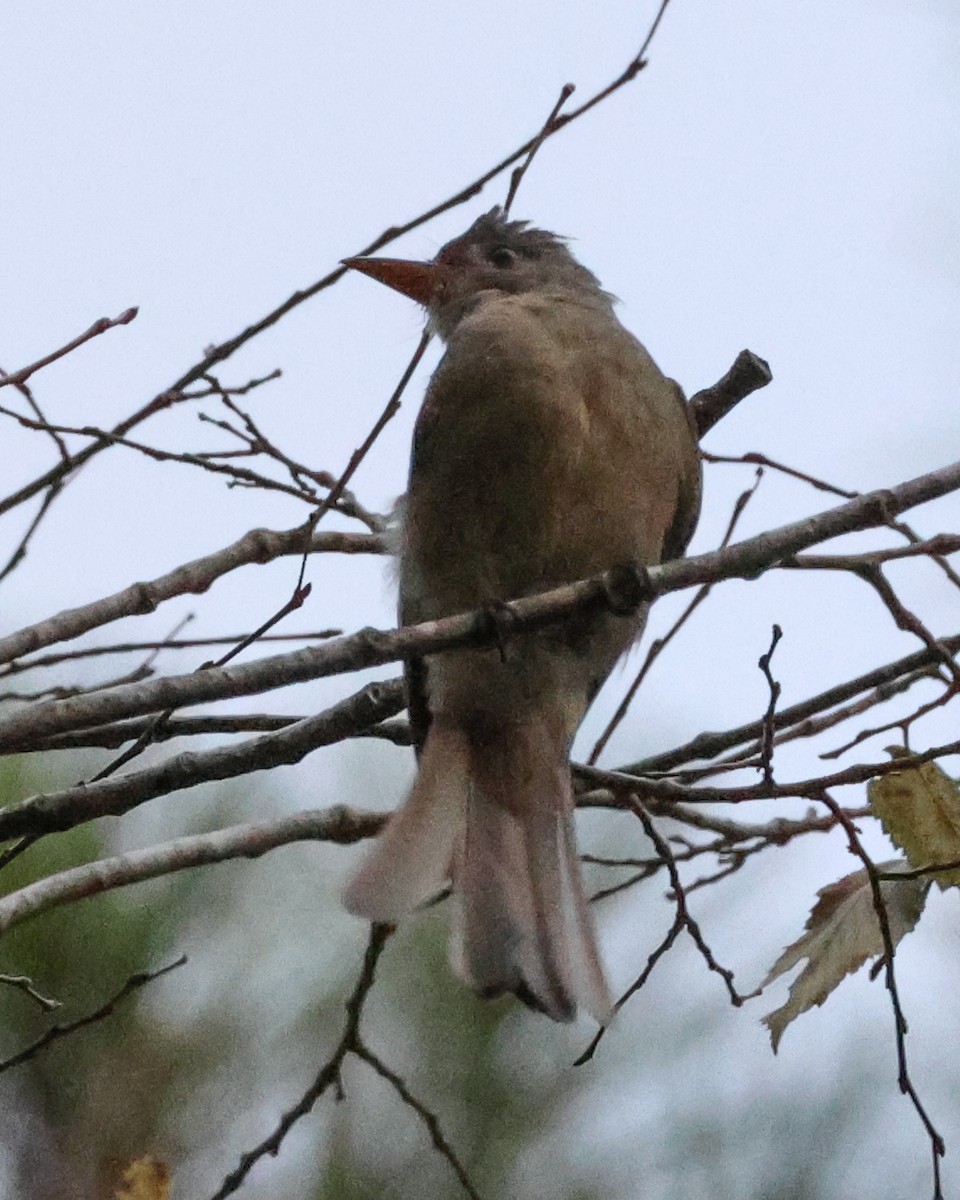 eBird Checklist - 26 Oct 2023 - Bear Creek Park (UTC 097) - 2 species