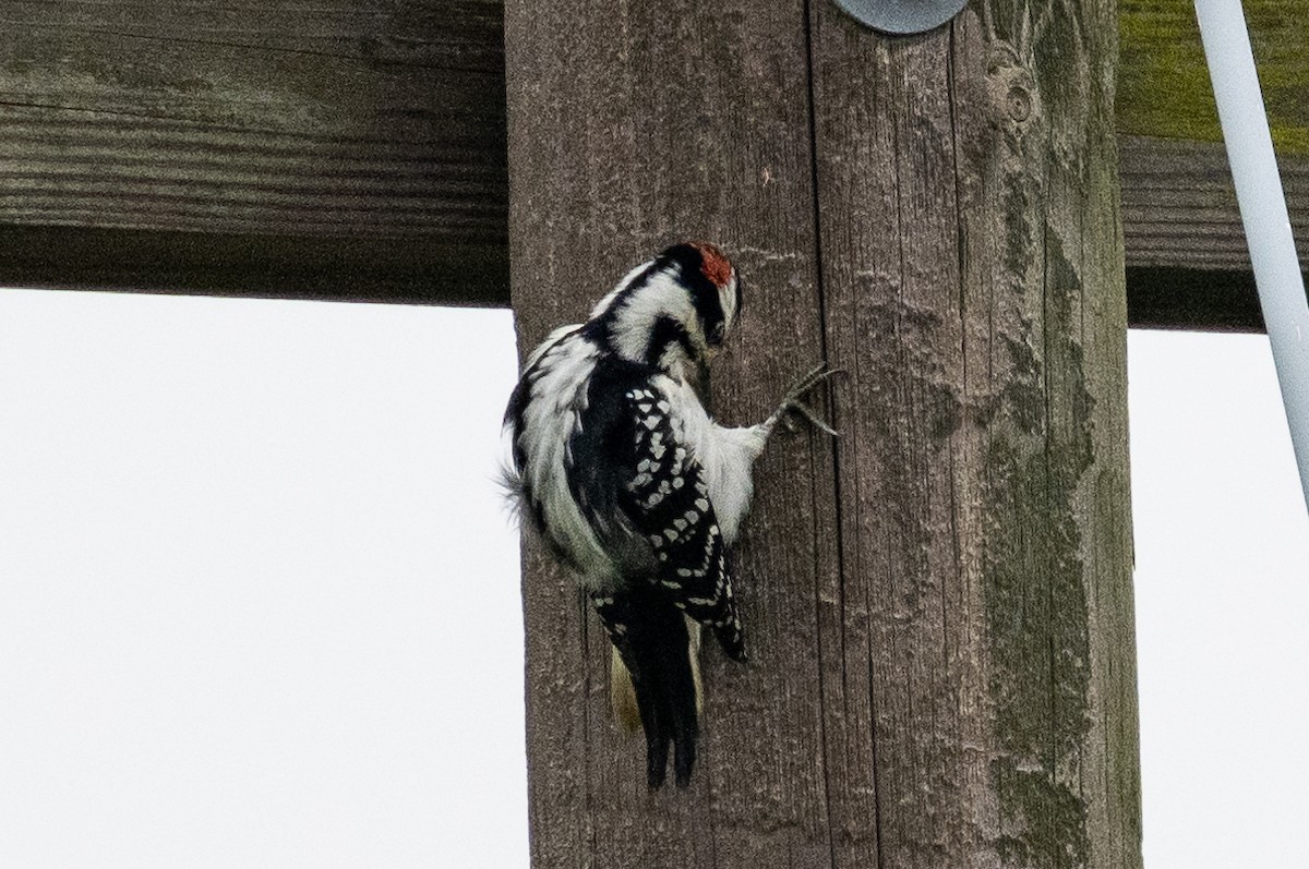 eBird Checklist - 26 Oct 2023 - Lakeland Drive, Chippewa Falls ...