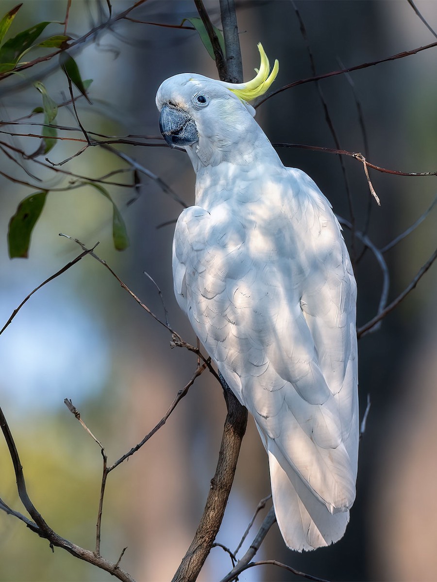 eBird Checklist - 26 Oct 2023 - Toohey Forest Conservation Park - 12 ...
