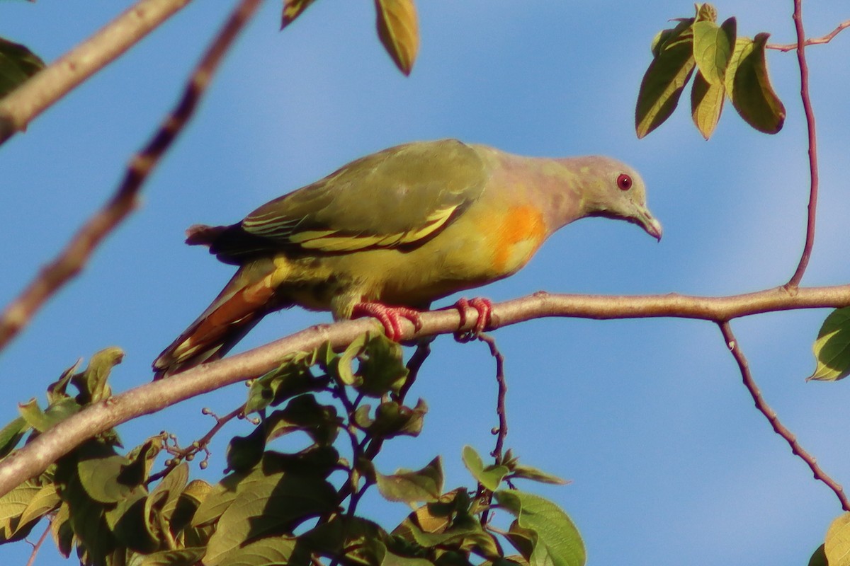 eBird Checklist - 27 Oct 2023 - Lag-asan, Bago City - 13 species (+1 ...