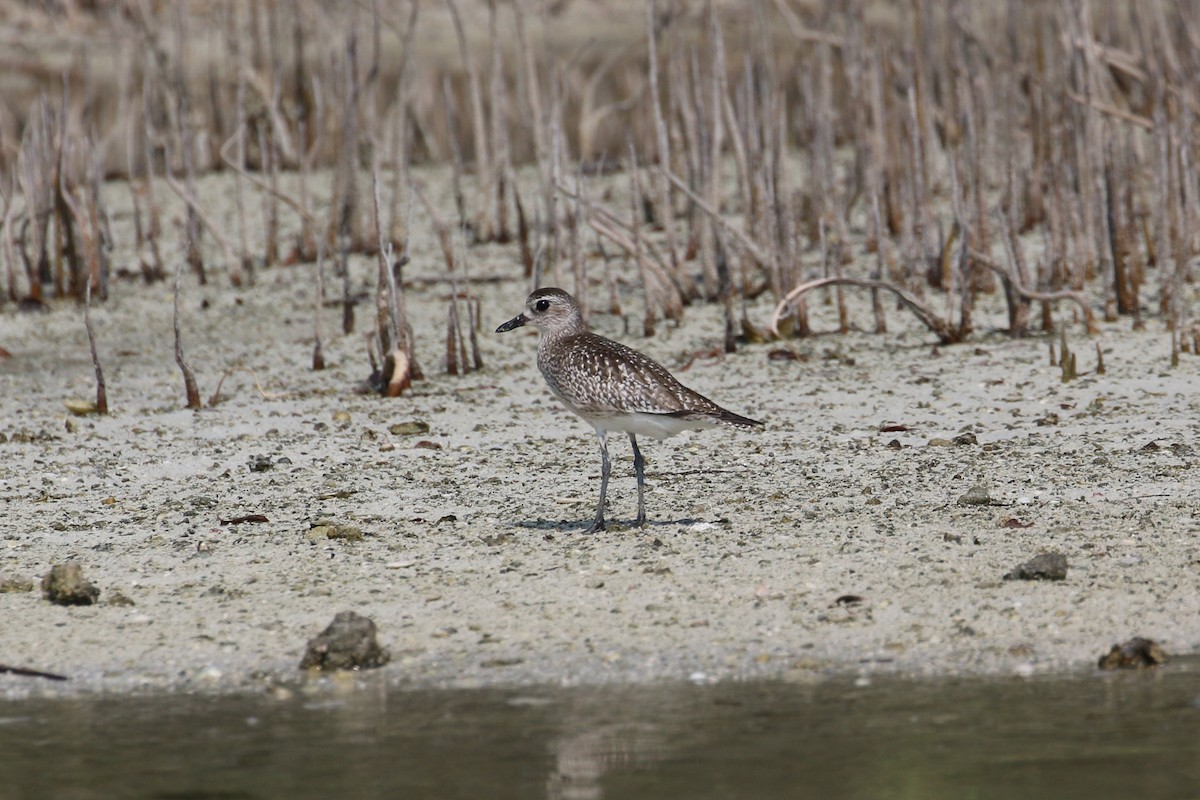 eBird Checklist - 26 Oct 2023 - Eastern Lagoon (Eastern Mangroves NP ...
