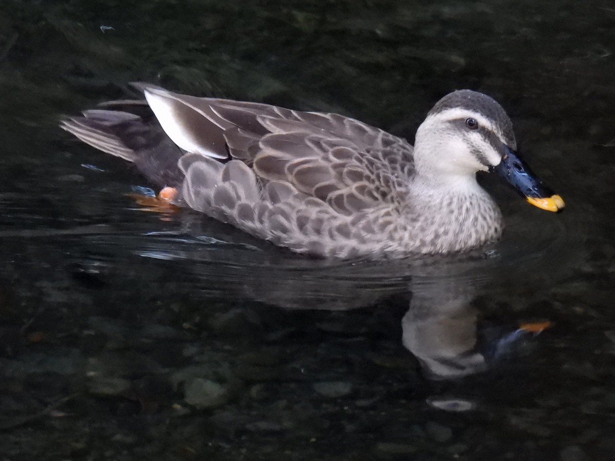 eBird Checklist - 27 Oct 2023 - 昭島市--玉川上水--昭和の森ゴルフコース (Akishima ...