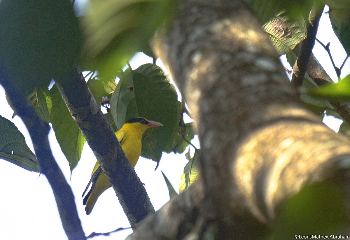 eBird Checklist - 25 Oct 2023 - Pygmy Hog Conservation Program ...