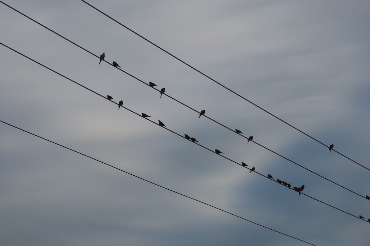 eBird Checklist - 27 Oct 2023 - Passanageset Park at Broad Meadows ...