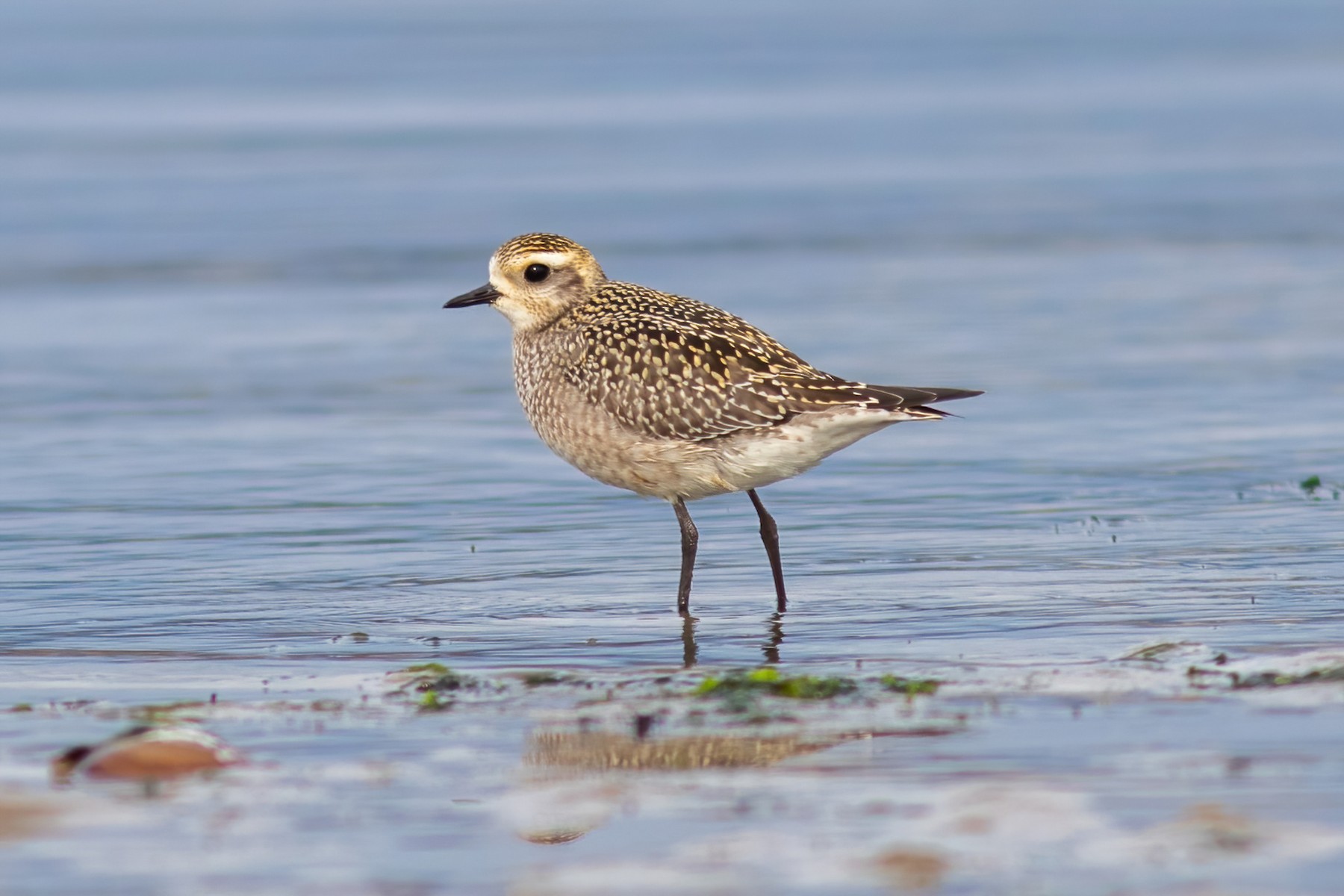 American/Pacific Golden-Plover (Lesser Golden-Plover) - eBird