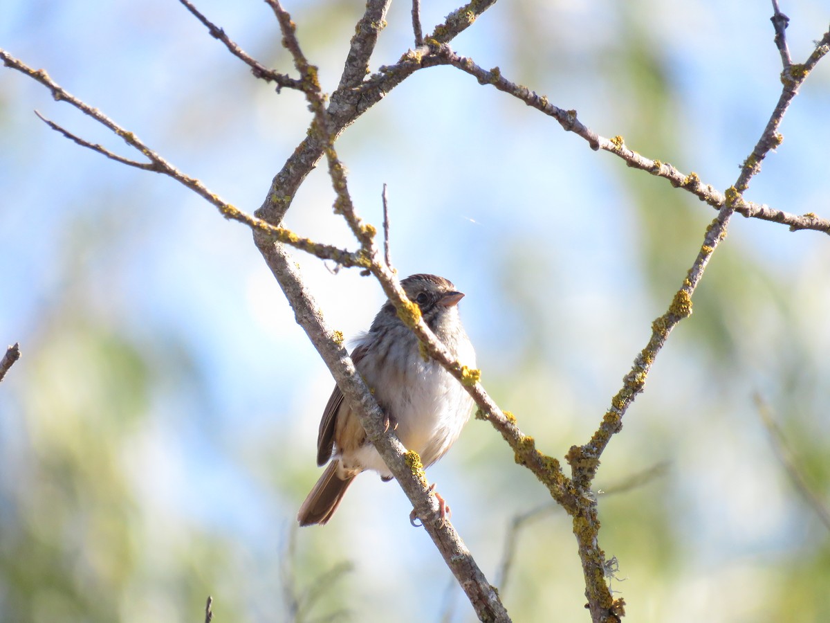 eBird Checklist - 27 Oct 2023 - Laguna de Santa Rosa Trail-- including ...