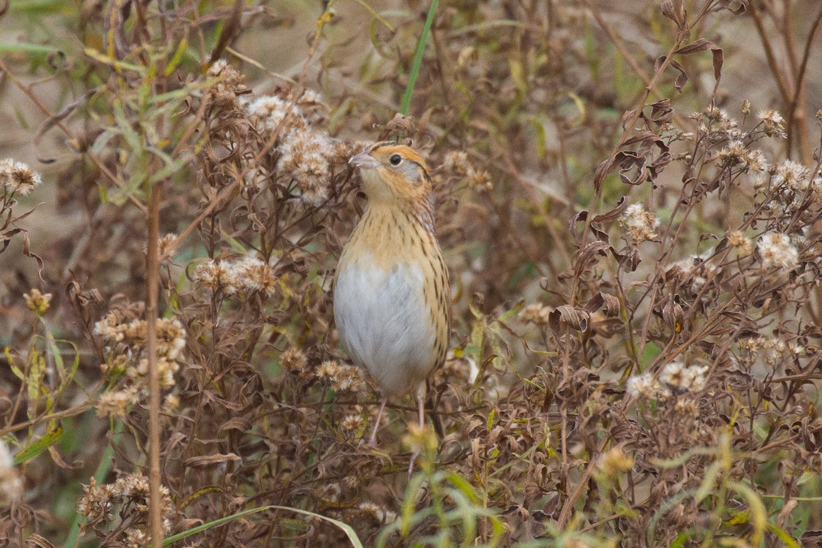 eBird Checklist - 27 Oct 2023 - Passanageset Park at Broad Meadows ...
