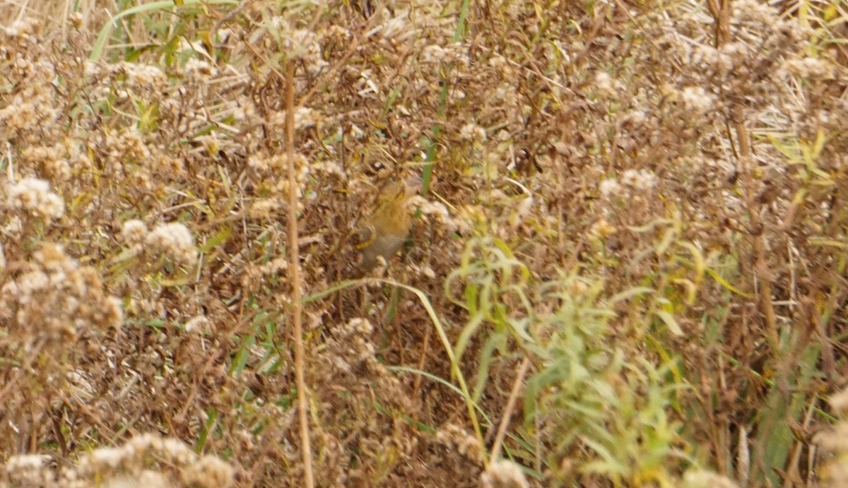 eBird Checklist - 27 Oct 2023 - Passanageset Park at Broad Meadows ...