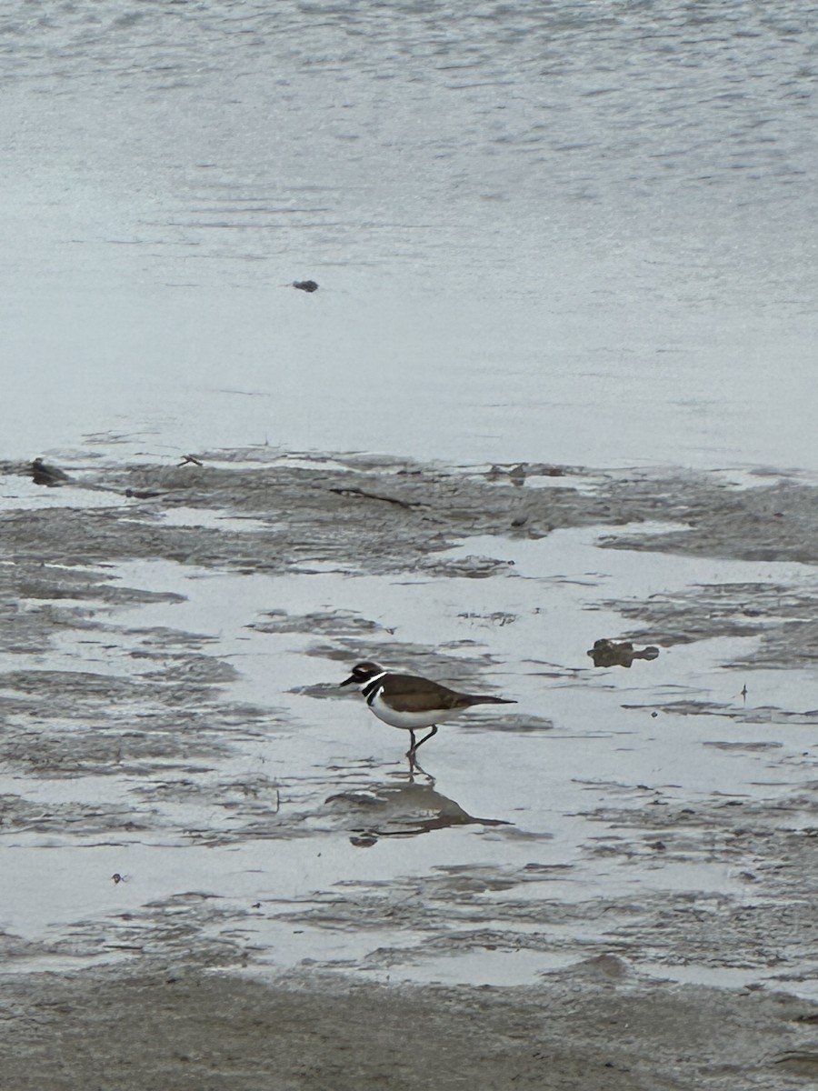 eBird Checklist - 27 Oct 2023 - Tommy Thompson Park - 30 species