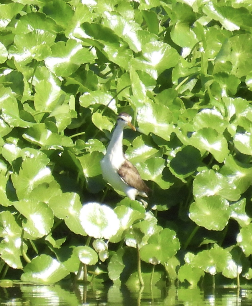 eBird Checklist - 27 Oct 2023 - Tres Rios Overbank Wetlands (permit ...