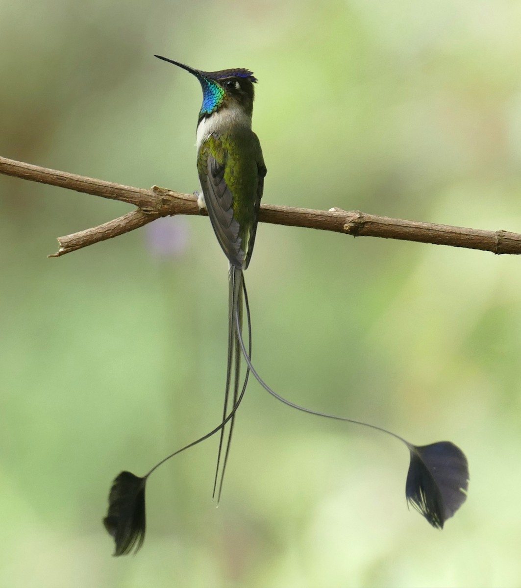 eBird Checklist - 27 Oct 2023 - Refugio del Colibrí Espátula - 34 species