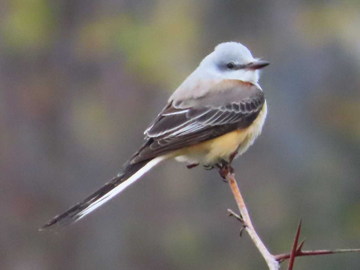 eBird Checklist - 27 Oct 2023 - Lakeland Drive trail, Chippewa Falls ...