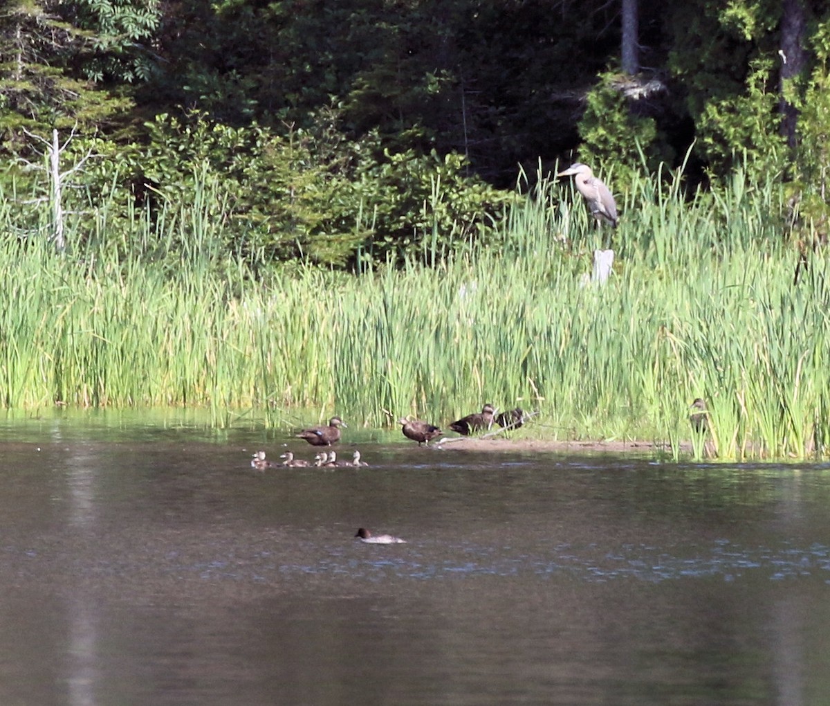 eBird Checklist - 26 Jul 2023 - Lac de l'Anse à l'Eau - 4 species