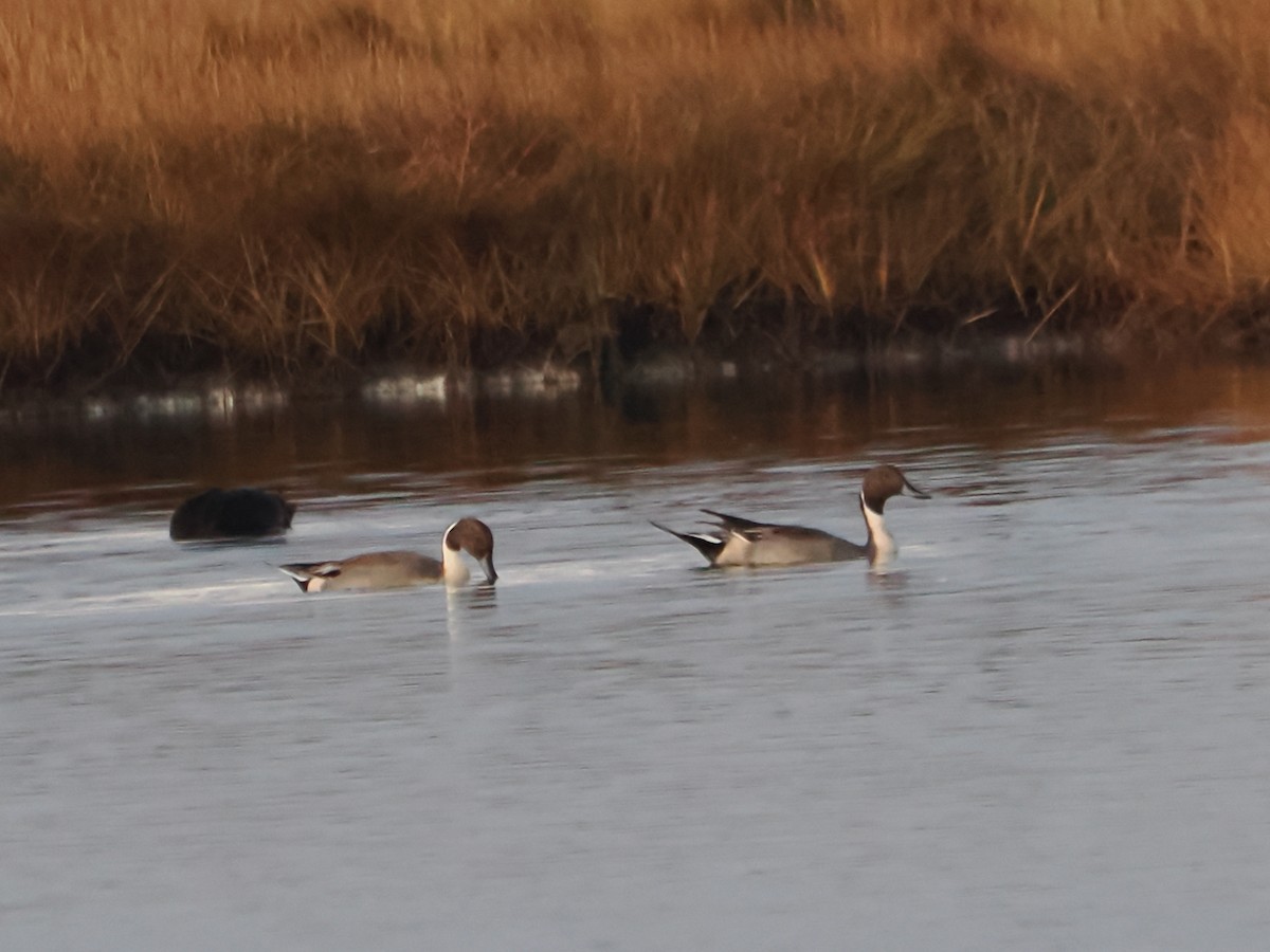 Mass Audubon eBird Checklist - 27 Oct 2023 - Parker River NWR - 33 species