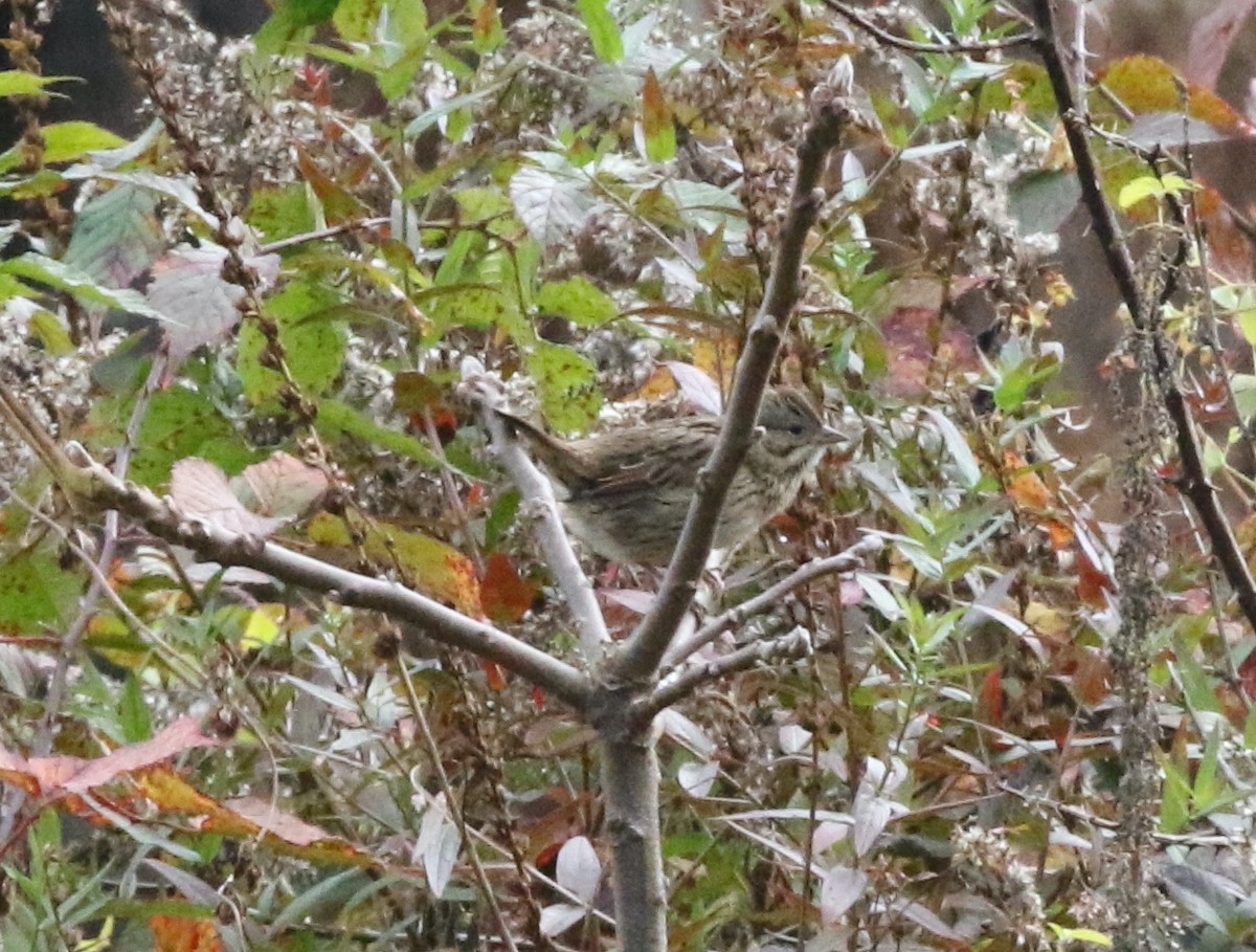 eBird Checklist - 27 Oct 2023 - Wallkill River NWR--Liberty Marsh (NY ...