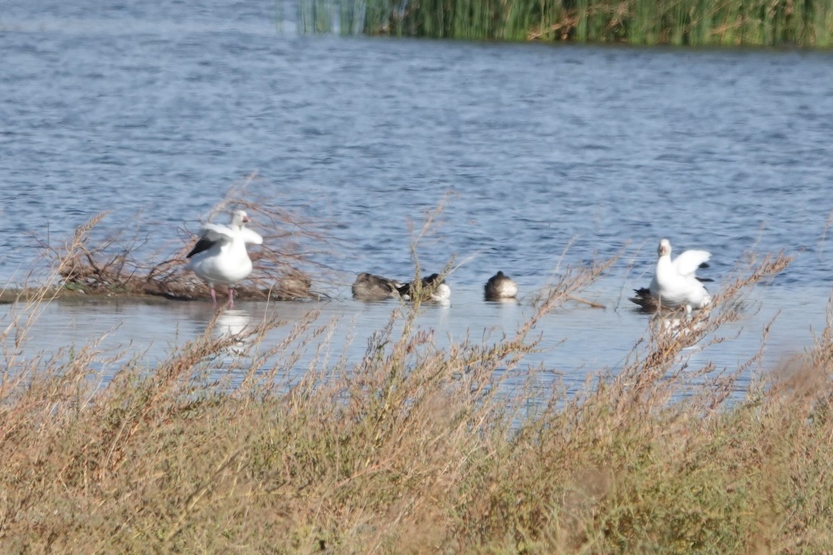 eBird Checklist - 27 Oct 2023 - Piute Ponds (permit required) - 75 ...