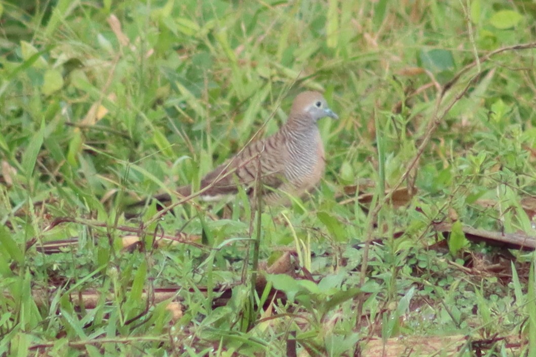 eBird Checklist - 28 Oct 2023 - Lag-asan, Bago City - 17 species (+1 ...