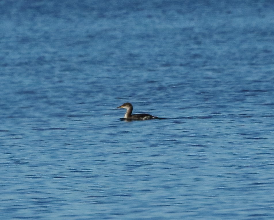 eBird Checklist - 27 Oct 2023 - Pyramid Lake--Warrior Pt. - 10 species