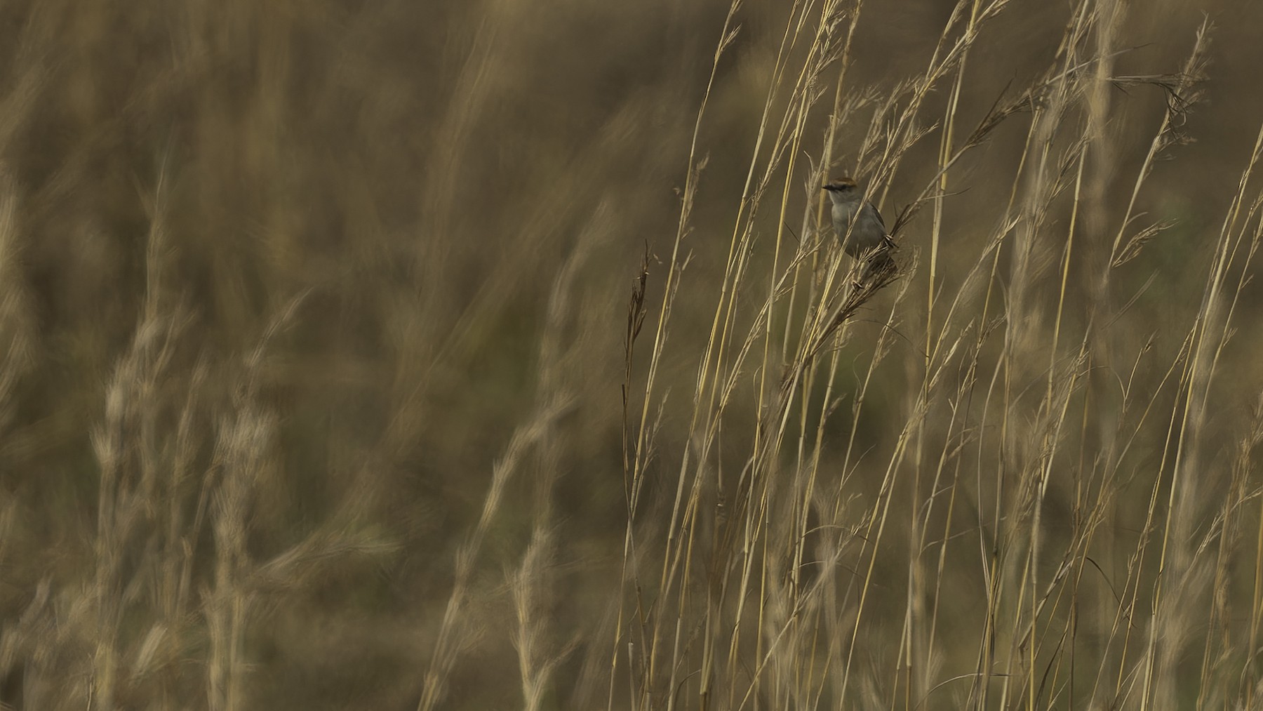 Cistícola Robusto (angolensis) - eBird