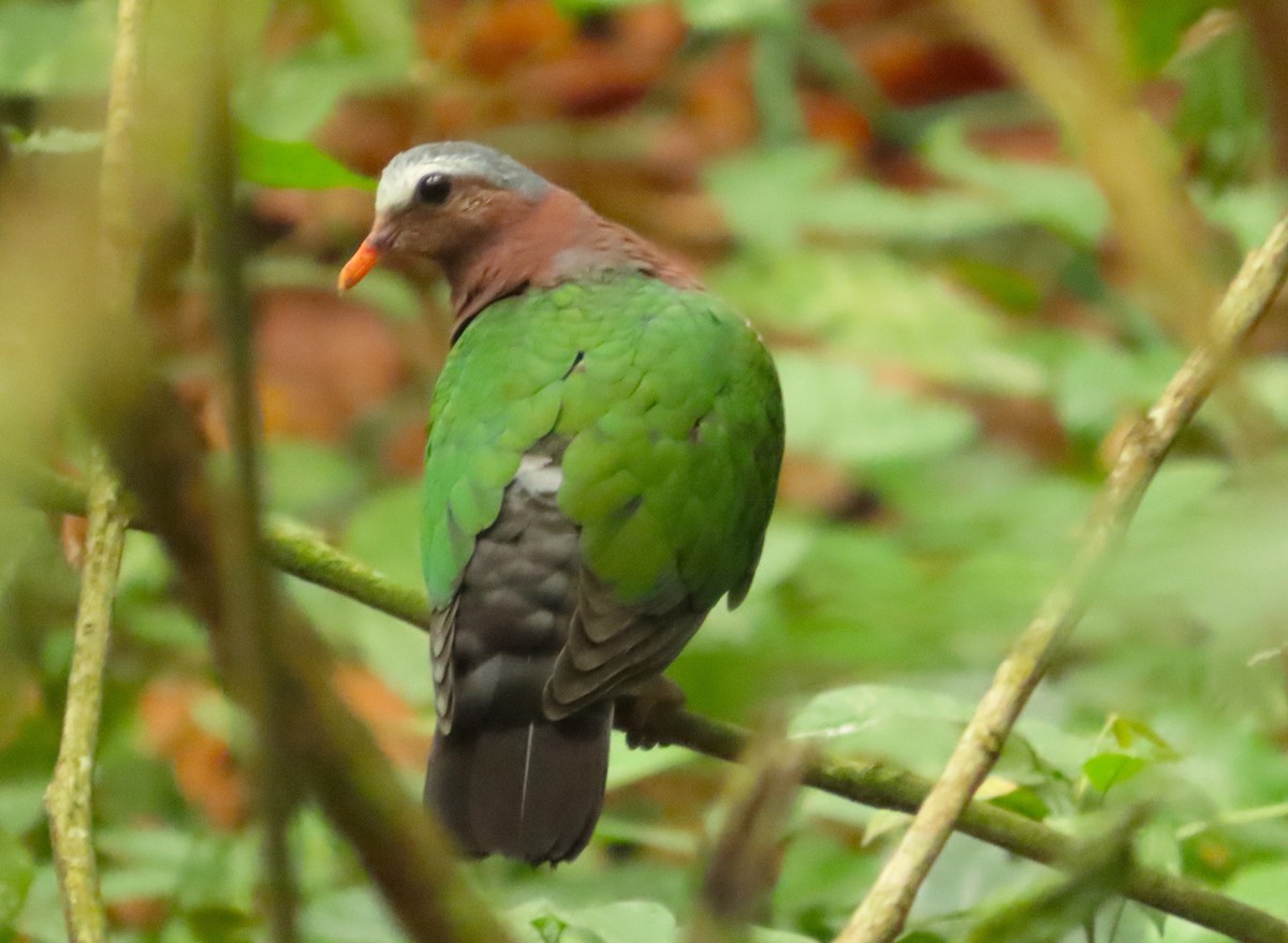 eBird Checklist - 28 Oct 2023 - Windsor Nature Park including Venus ...