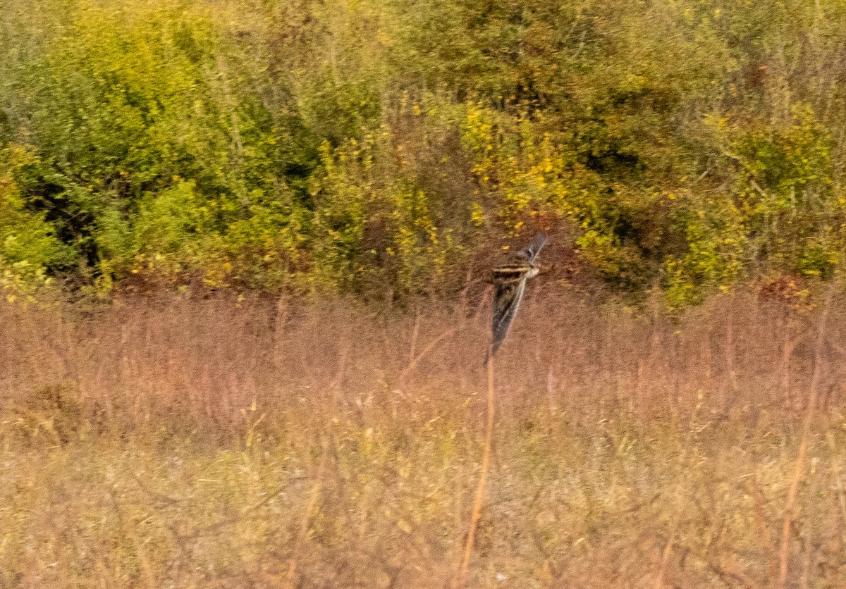 eBird Checklist - 28 Oct 2023 - Mahannah WMA - 14 species