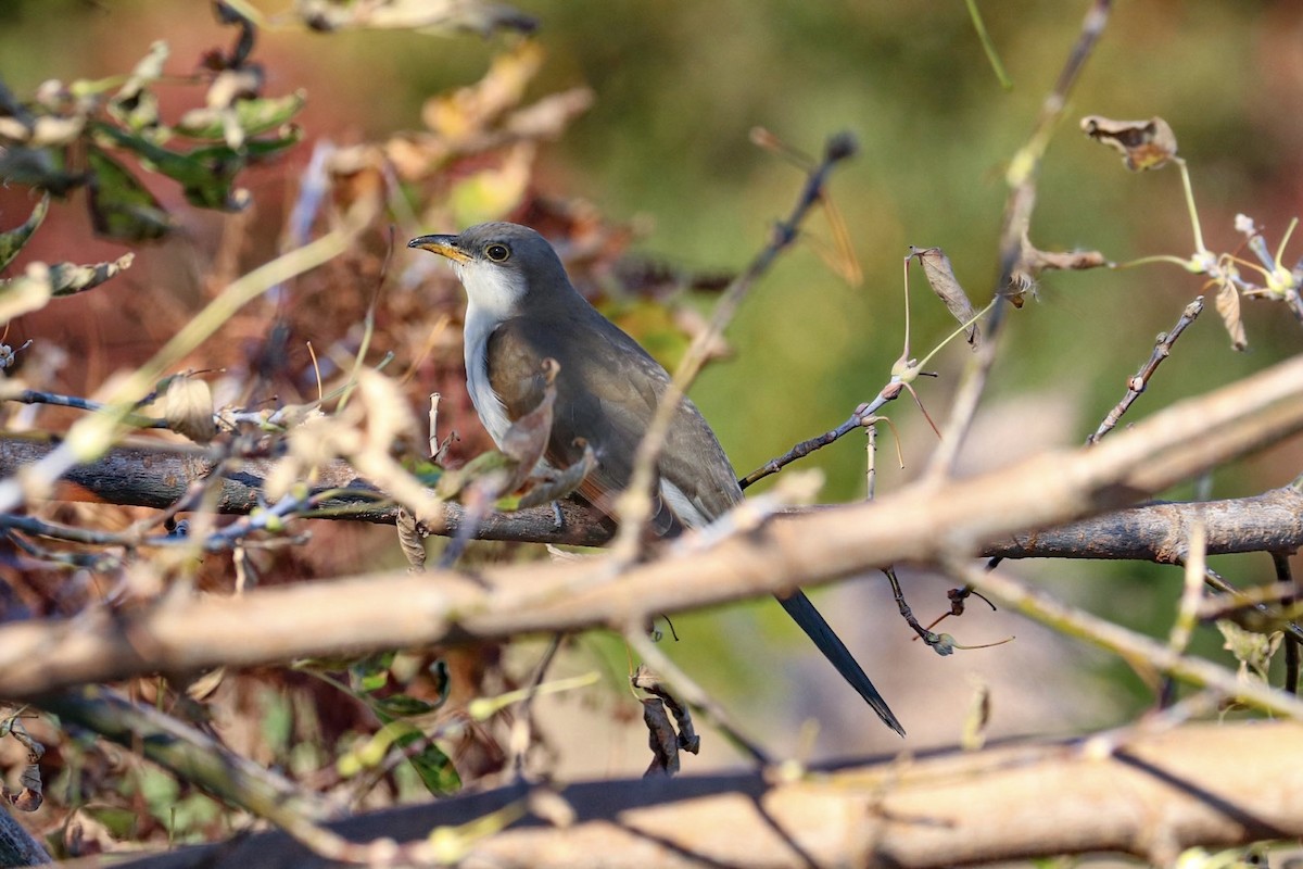 eBird Checklist - 28 Oct 2023 - Passanageset Park at Broad Meadows ...