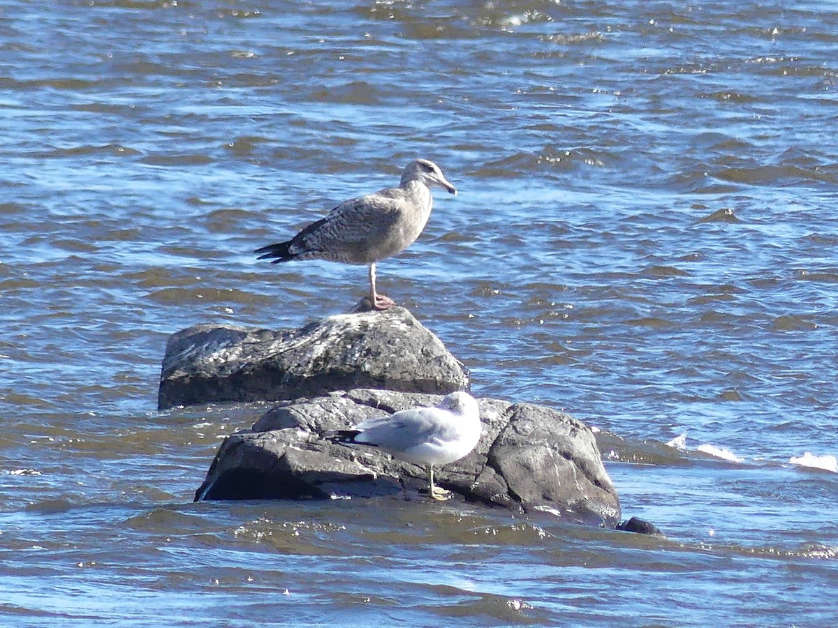 eBird Canada Checklist - 28 Oct 2023 - Berge du Vieux-Moulin - 7 species
