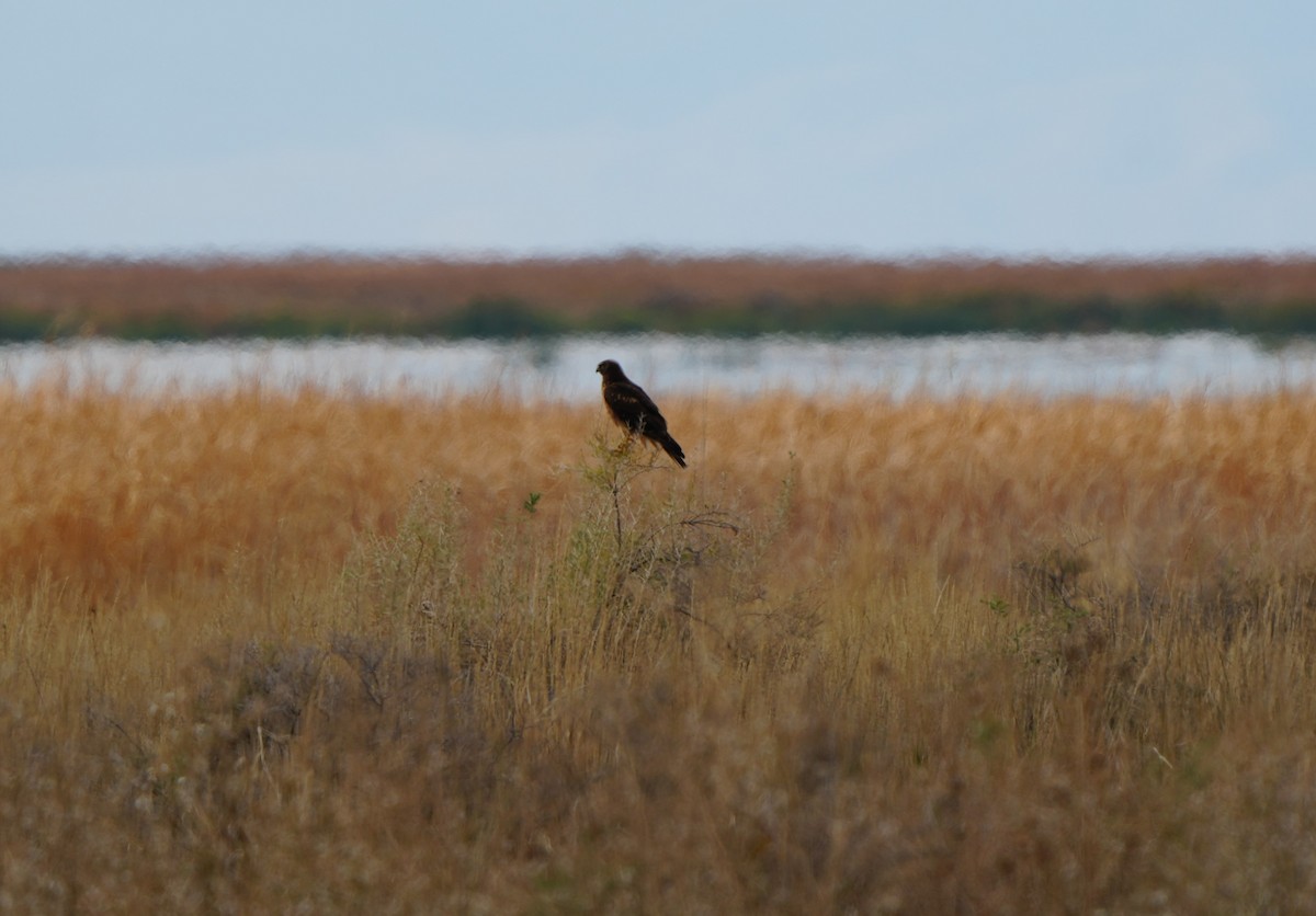 eBird Checklist - 28 Oct 2023 - Glover Lane & GSL Nature Center - 12 ...
