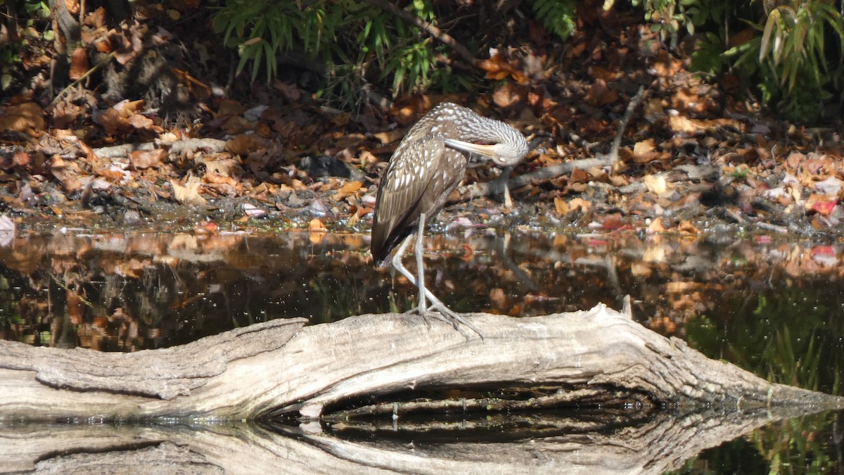 eBird Checklist - 28 Oct 2023 - Clayton Co. Water Authority--Lake ...