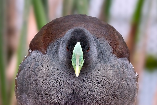 eBird - Discover a new world of birding...