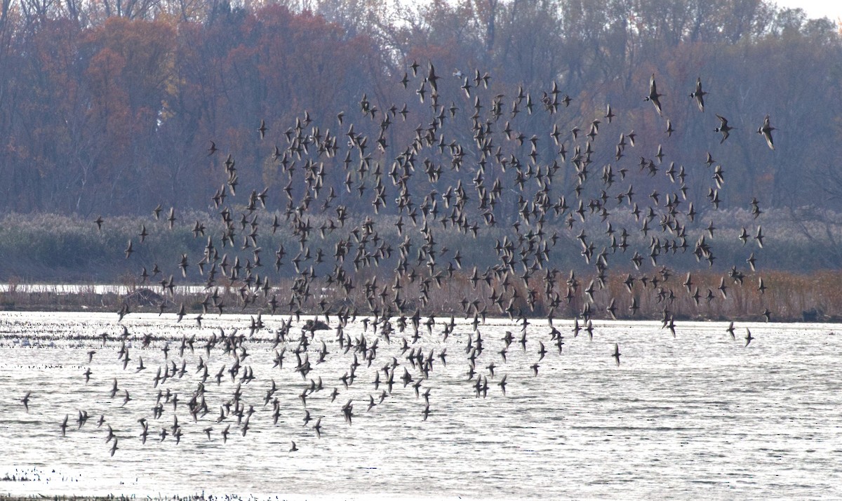 eBird Checklist - 27 Oct 2023 - Quanicassee, Michigan - 1 species
