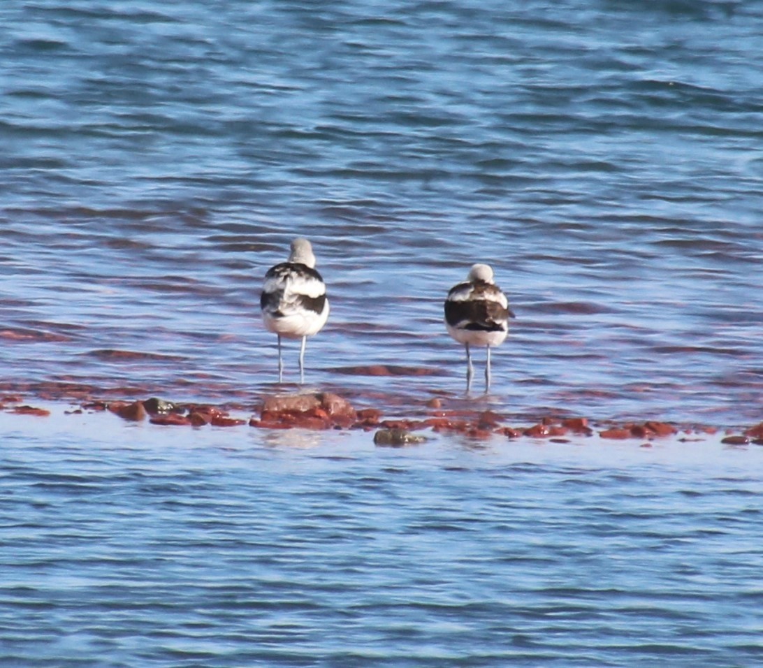 eBird Checklist - 28 Oct 2023 - Lake De Smet - 33 species (+2 other taxa)