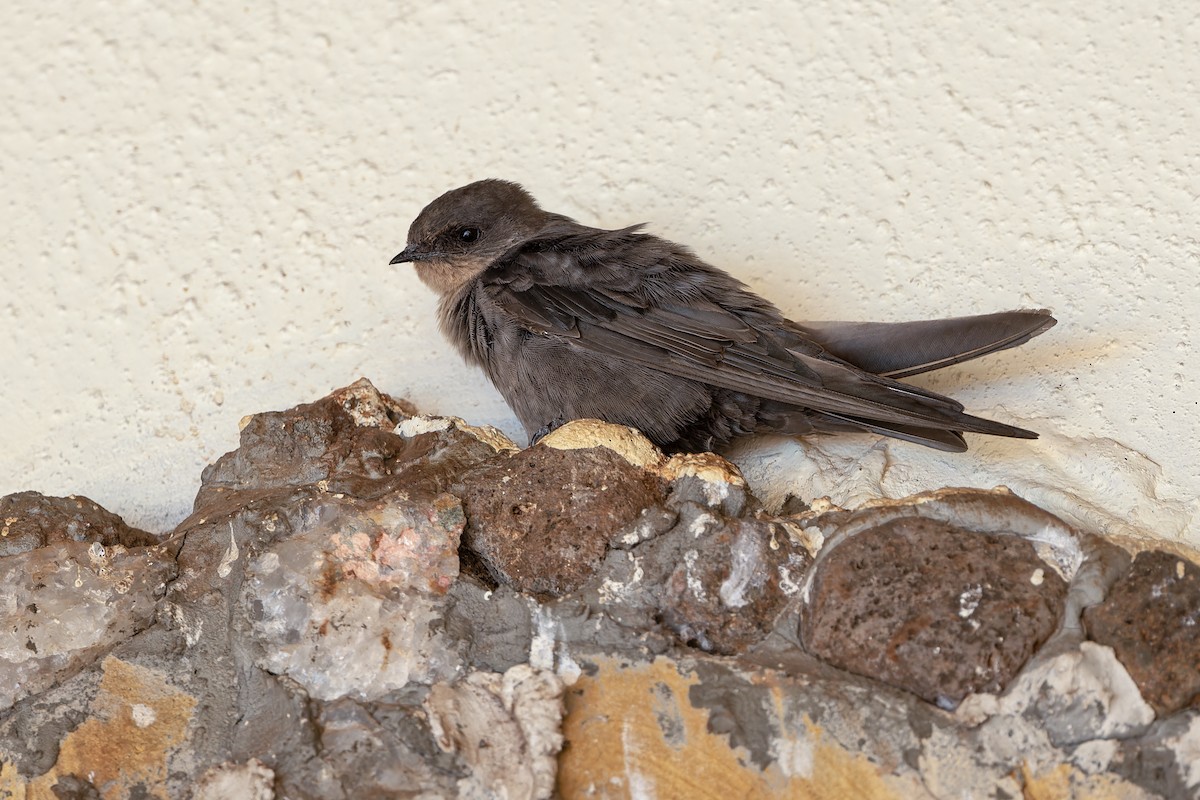 Rock Martin (Red-throated) - eBird