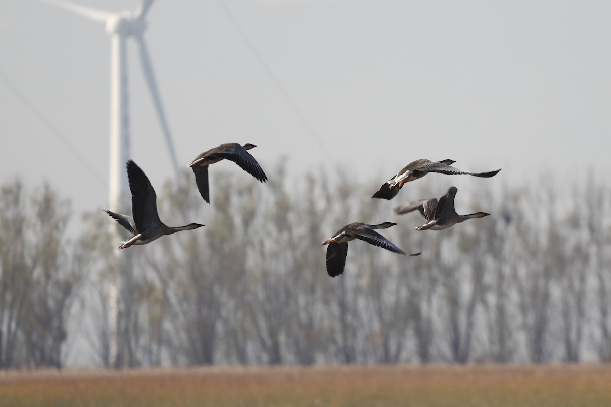 eBird Checklist - 28 Oct 2023 - 马场 (Ma Chang) - 52 species