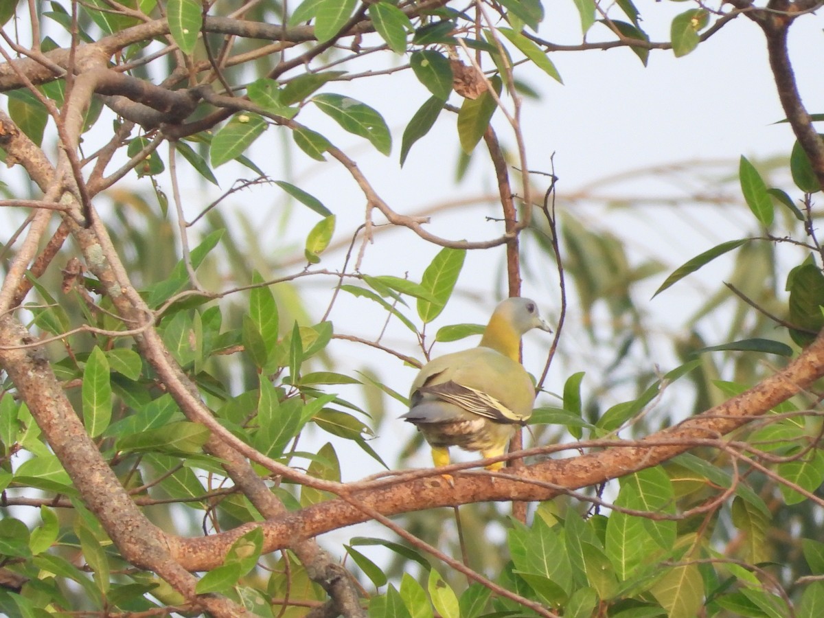 eBird Checklist - 20 Oct 2023 - Junona Gate - 7 species