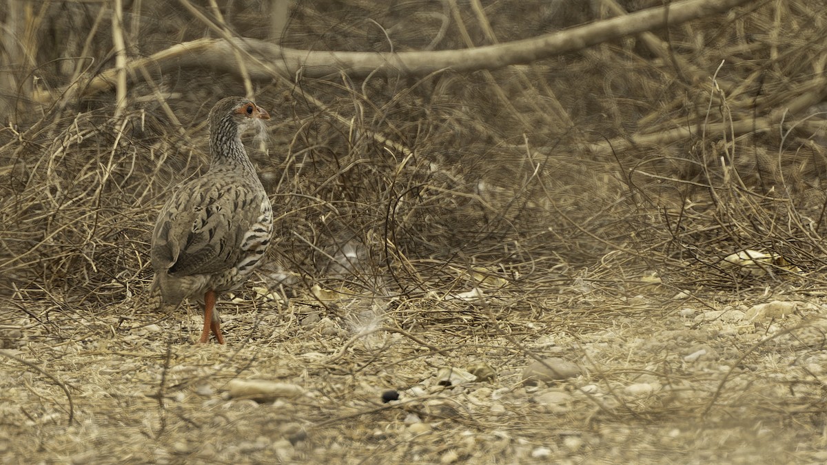 Red-necked Spurfowl (Benguela) - eBird