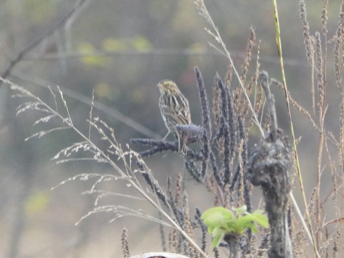eBird Checklist - 28 Oct 2023 - J. Percy Priest WMA--Field Trial Area ...