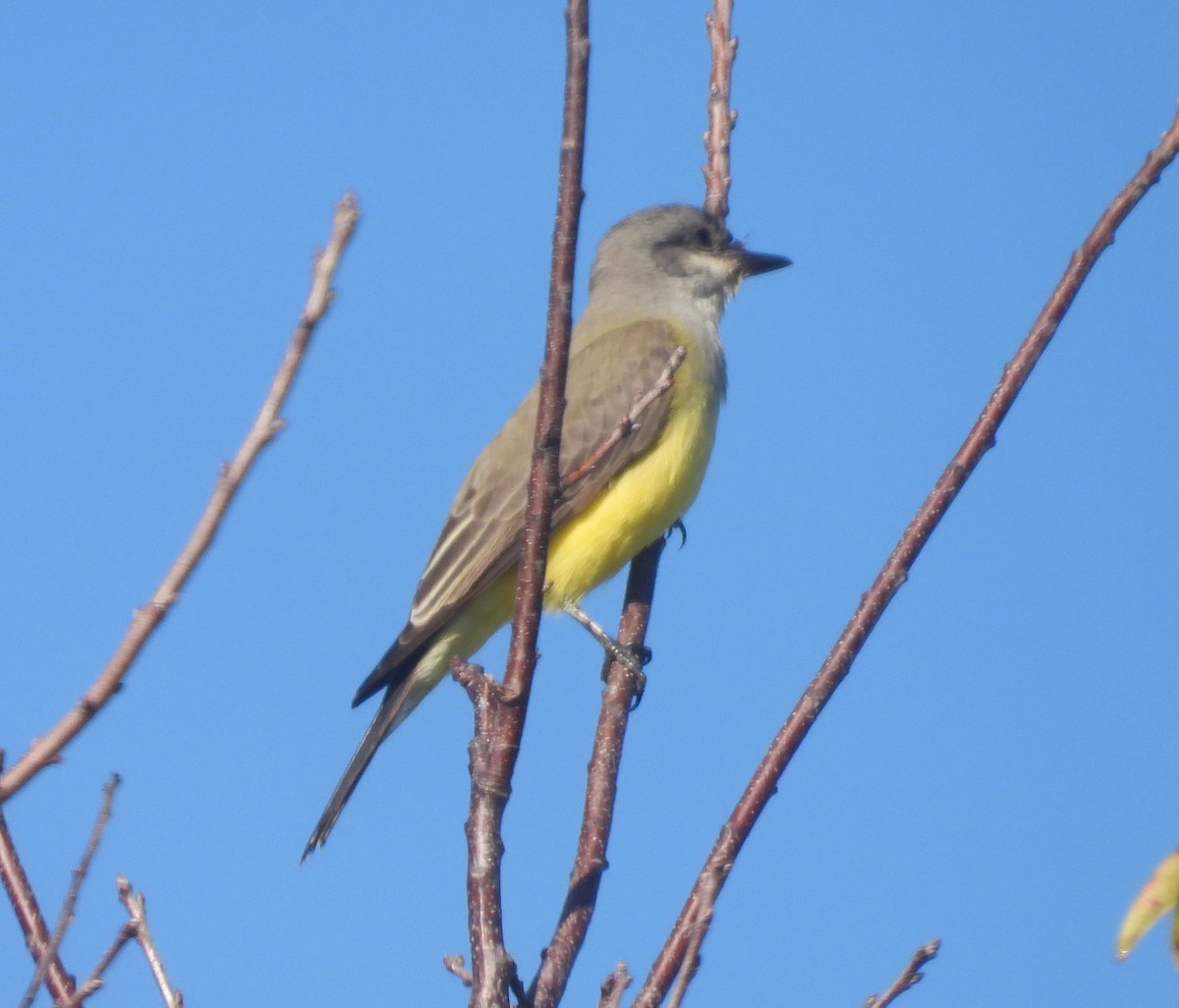 eBird Checklist - 28 Oct 2023 - Progress Blvd extension, undeveloped ...