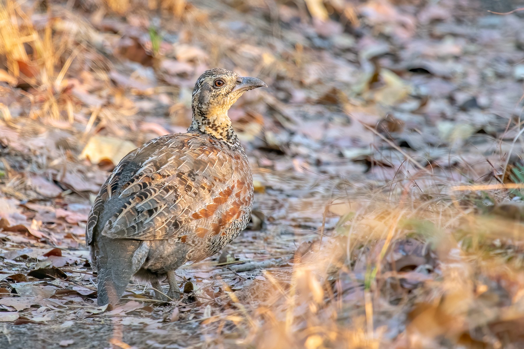 Whyte's Francolin - eBird