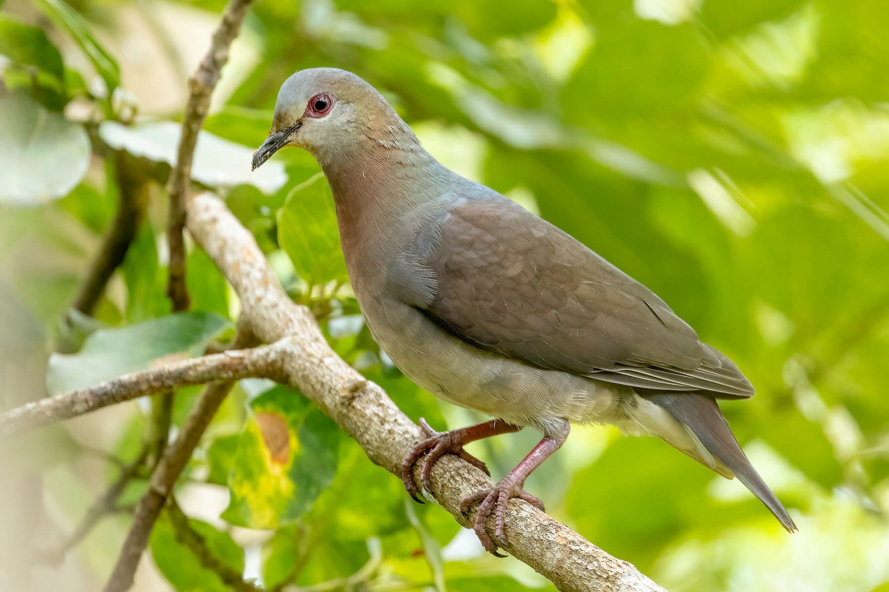 lemon dove (Principe) - eBird