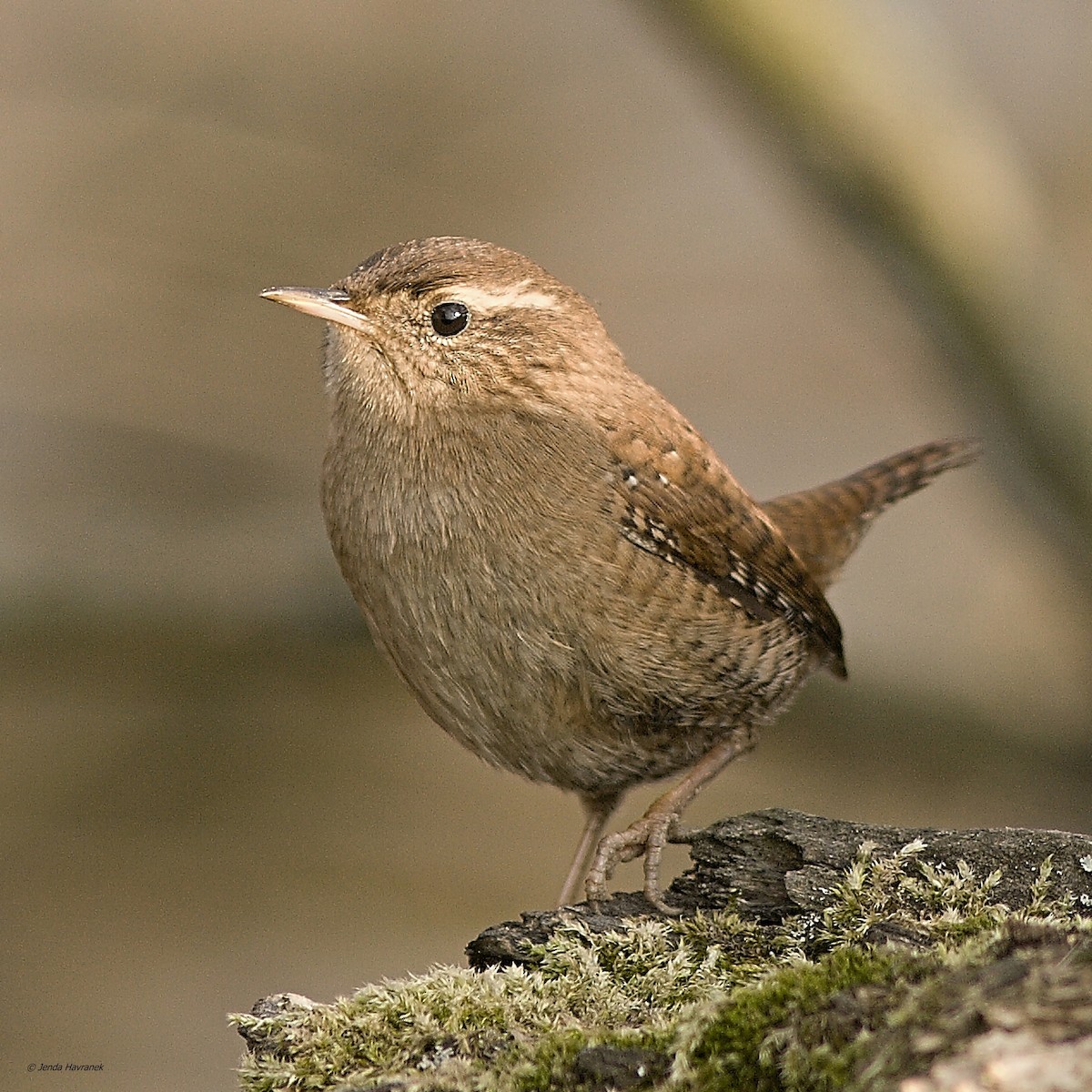 eBird Checklist - 5 Nov 2011 - Choryňské rybníky - 16 species