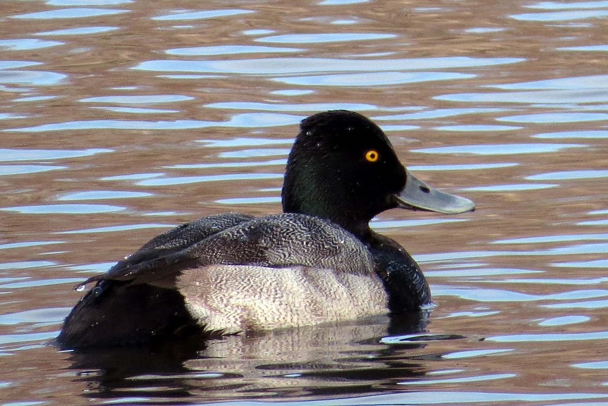 eBird Checklist - 16 Dec 2013 - Greenbelt Lake - Buddy Attick Lake Park ...
