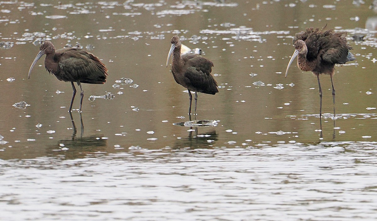 eBird Checklist - 29 Oct 2023 - Limberlost Swamp Wetland Preserve (Jay ...