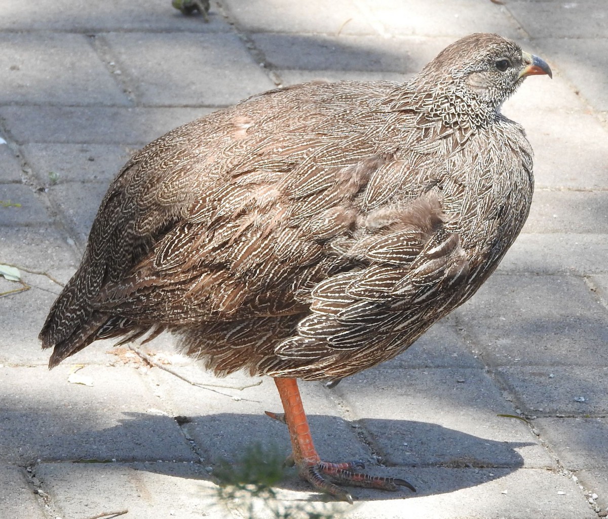 eBird Checklist - 29 Oct 2023 - West Coast NP--Geelbek hides vicinity ...